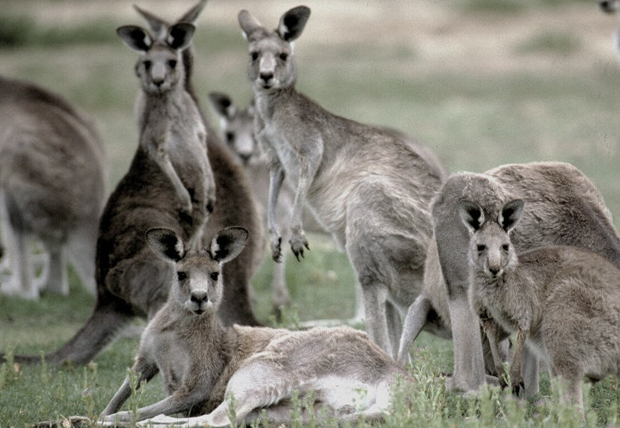Discover the Benefits of Eating Kangaroo: A True Australian Delight ...